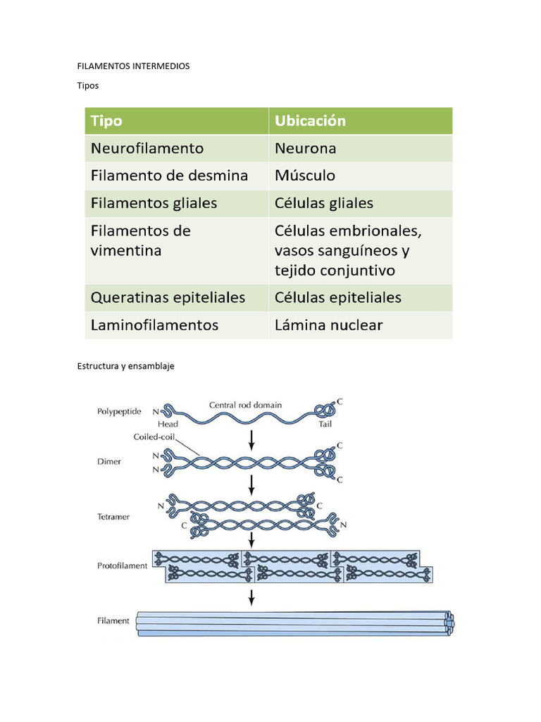 Filamentos Intermedios | PDF