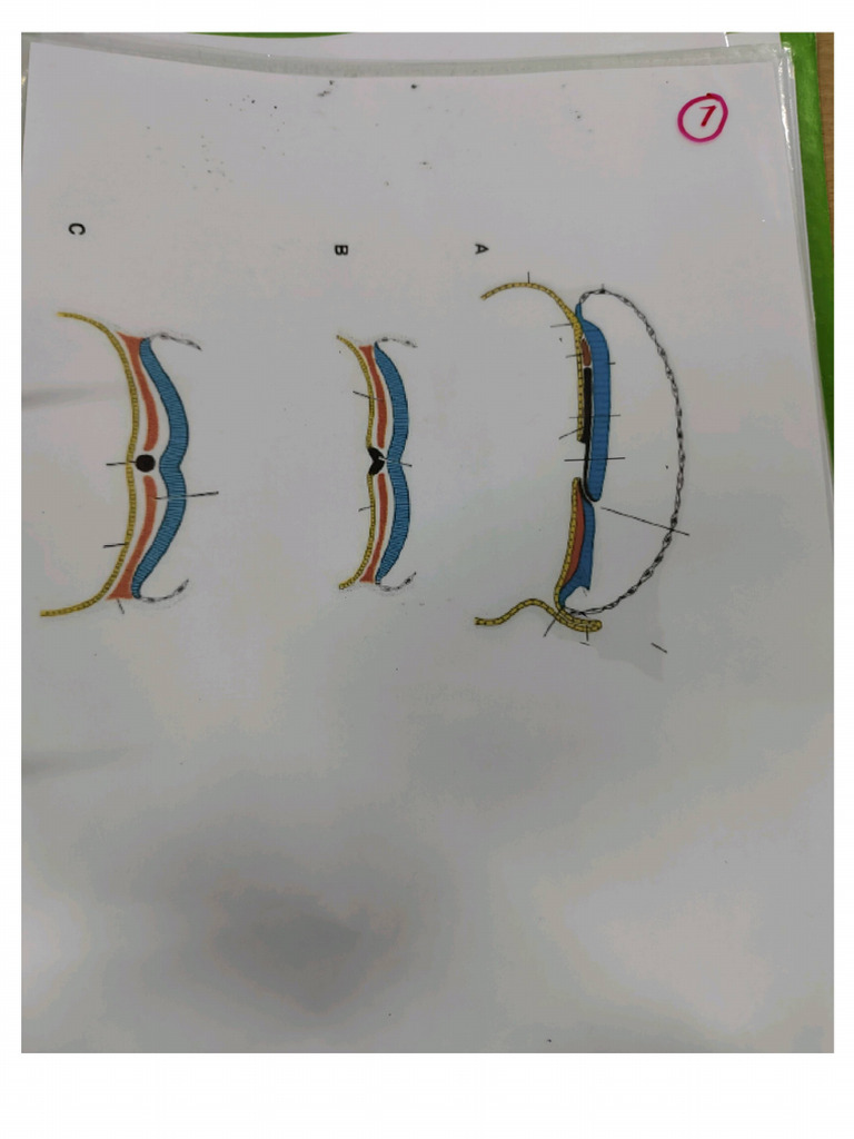 Embryology Charts | PDF