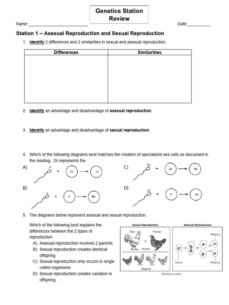 Genetics Review Stations Packet | PDF | Reproduction | Genetics