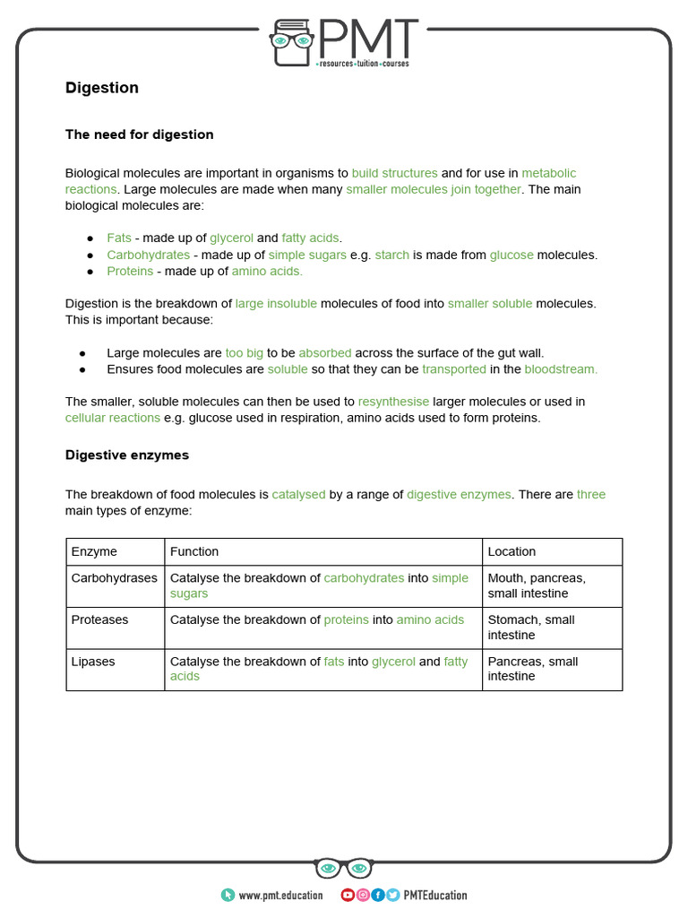 Digestion and The Digestive System | PDF | Digestion | Human Digestive ...