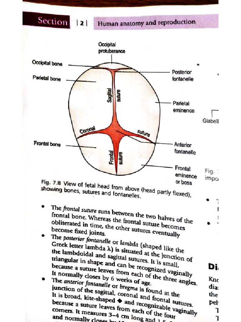 Fetal Skull | PDF