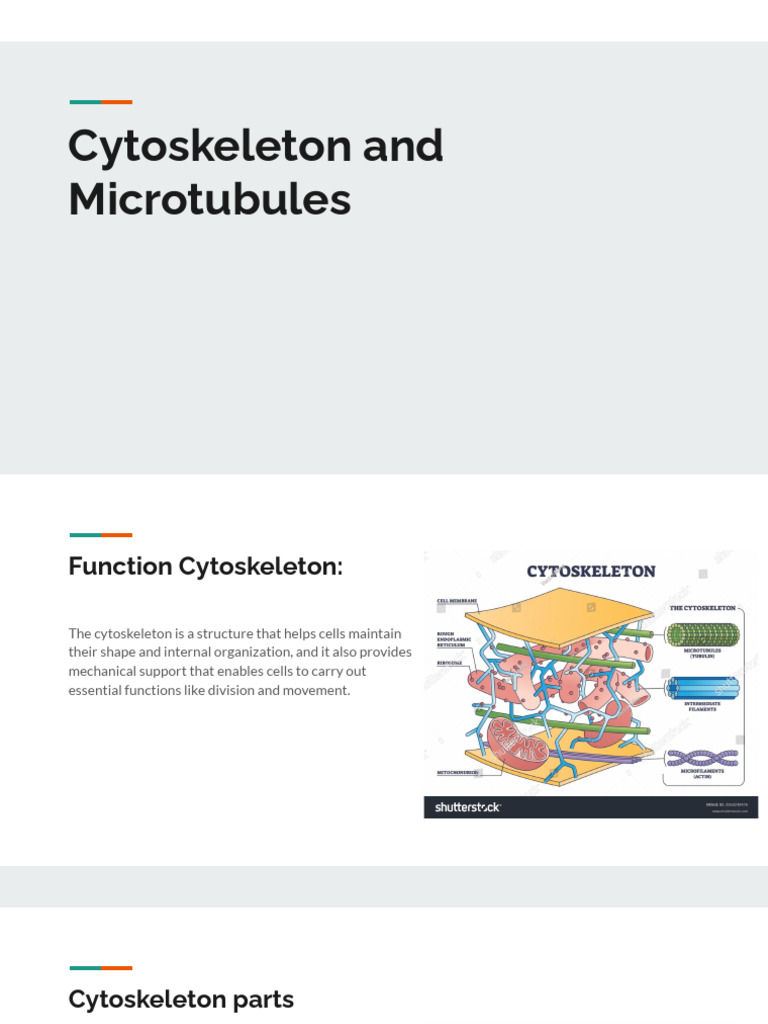Cytoskeleton and Microtubules | PDF