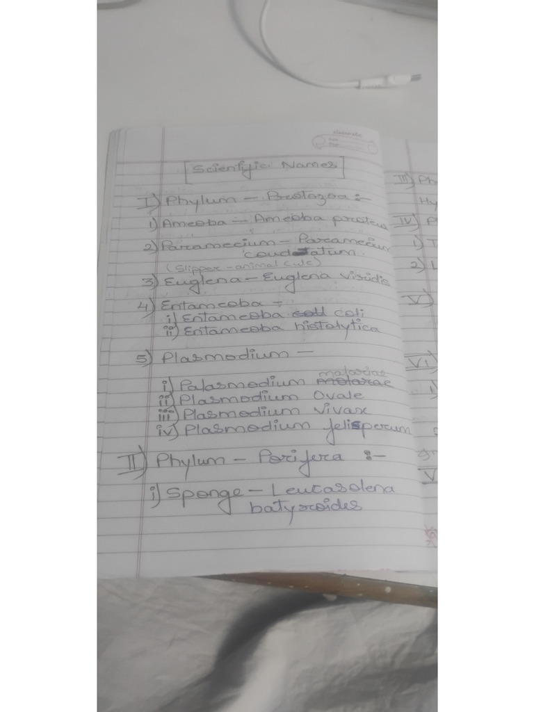 Zoology Phylums & Scientific Names | PDF
