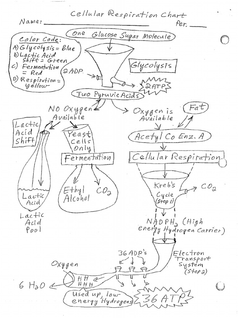 Summary of Glycolysis Fermentation and Cellular Respiration | PDF
