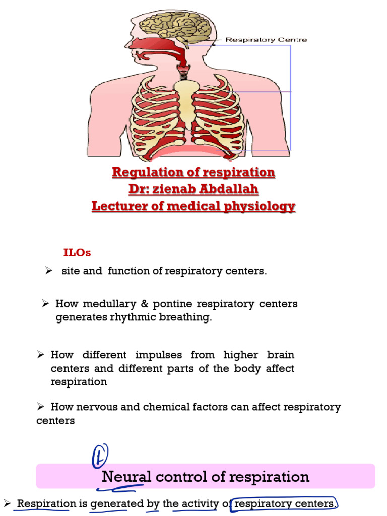 Regulation of Respiratory Centers Explained | PDF | Exhalation | Physiology