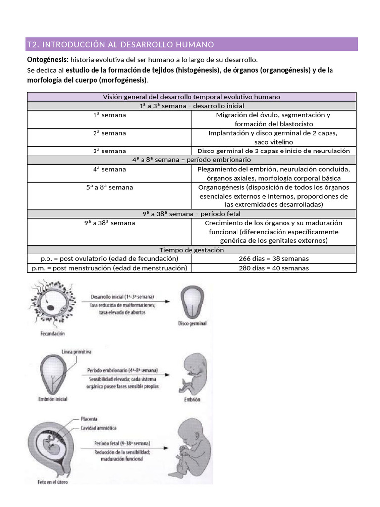 T2 - Introducción Al Desarrollo Humano | PDF | Embrión | Biología del ...
