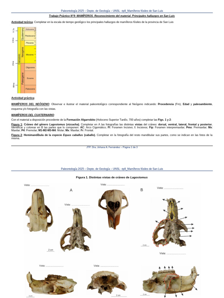 tp9 Mamíferos | PDF