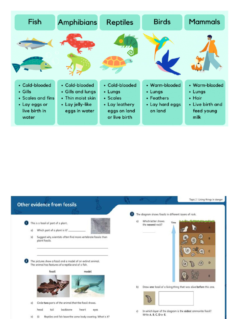 Unit 14 - Classification Vertebrates and Invertebrates | PDF
