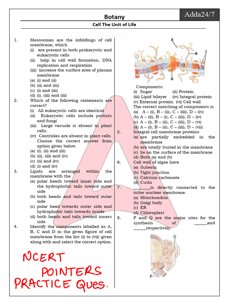 Cell - Ncert Pointers Question | PDF | Cell Membrane | Cell (Biology)
