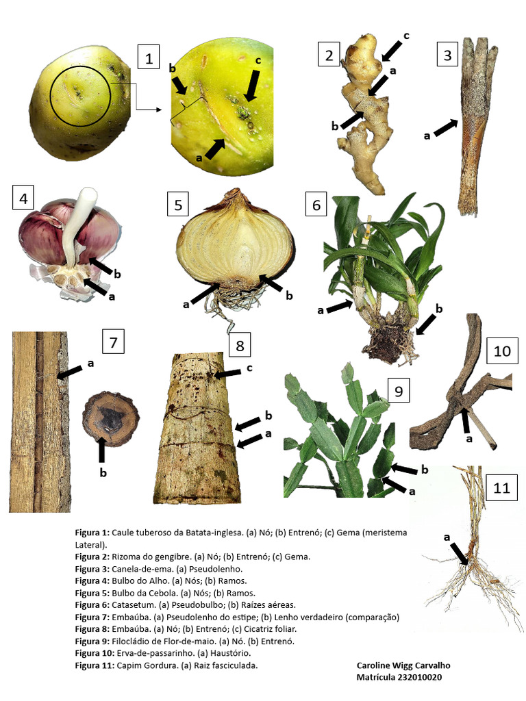 Prancha Caule e Raiz Aula 05.04.2024 | PDF