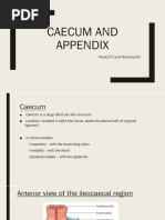 Anatomy of Appendix and Colon Explained | PDF | Large Intestine | Anatomy