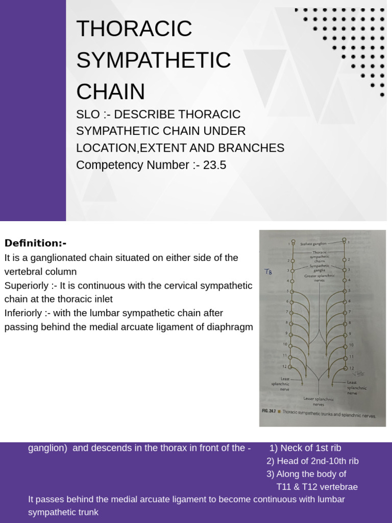 Thoracic Sympathetic Chain Overview | PDF | Vertebral Column | Human ...