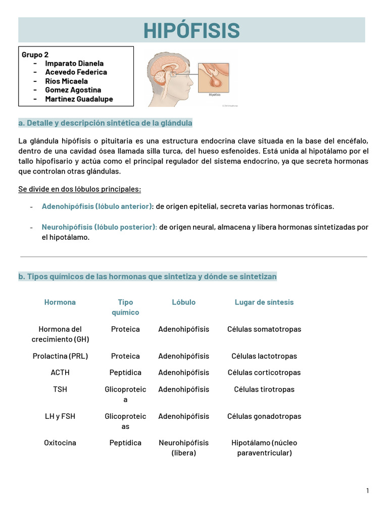 Hipófisis - Fisiología | PDF | Glándula pituitaria | Hormona