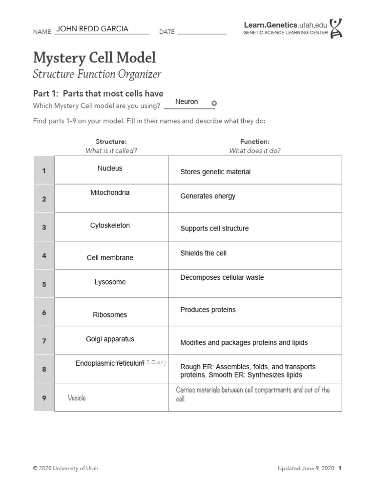Mystery Cell Structure-Function Guide | PDF | Endoplasmic Reticulum ...