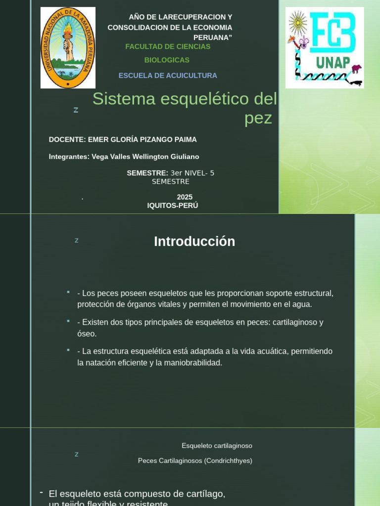 Estructura del Esqueleto en Peces | PDF | Esqueleto | Hueso