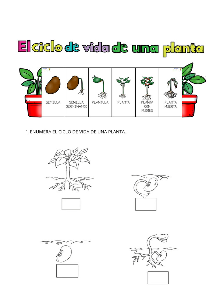 Enumera El Ciclo de Vida de Una Planta. - 20250610 - 155223 - 0000 | PDF