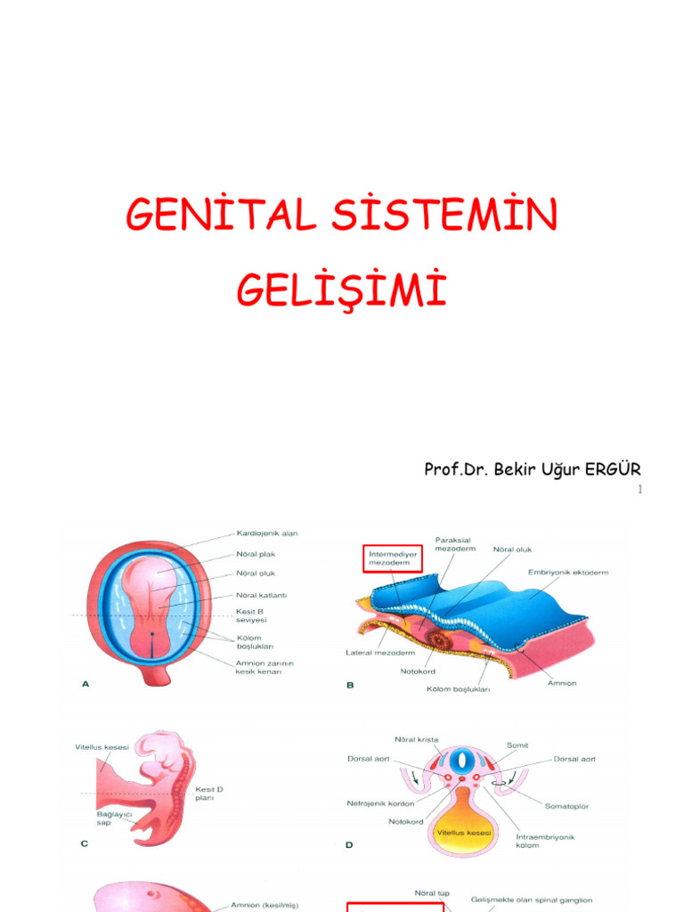 Bue GTF 2025 Genital Si̇stem Embriyoloji | PDF