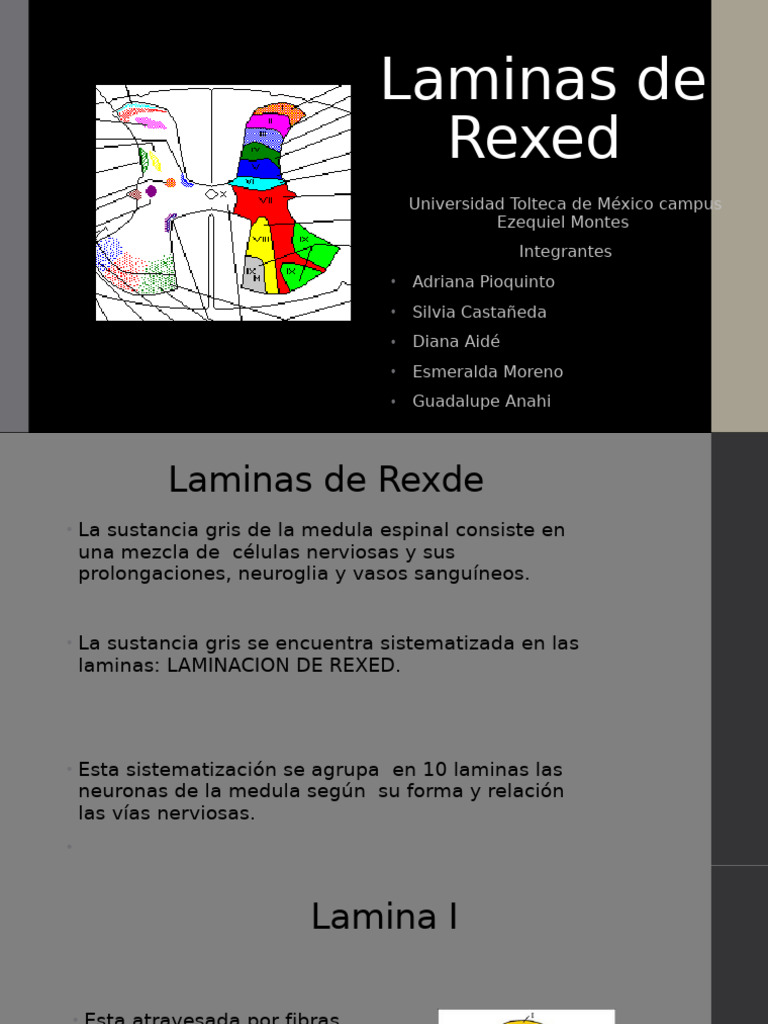 Laminas de Rexed | PDF | Materia gris | Médula espinal