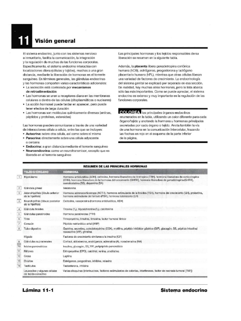 Netter Para Colorear 357 364 Pdf