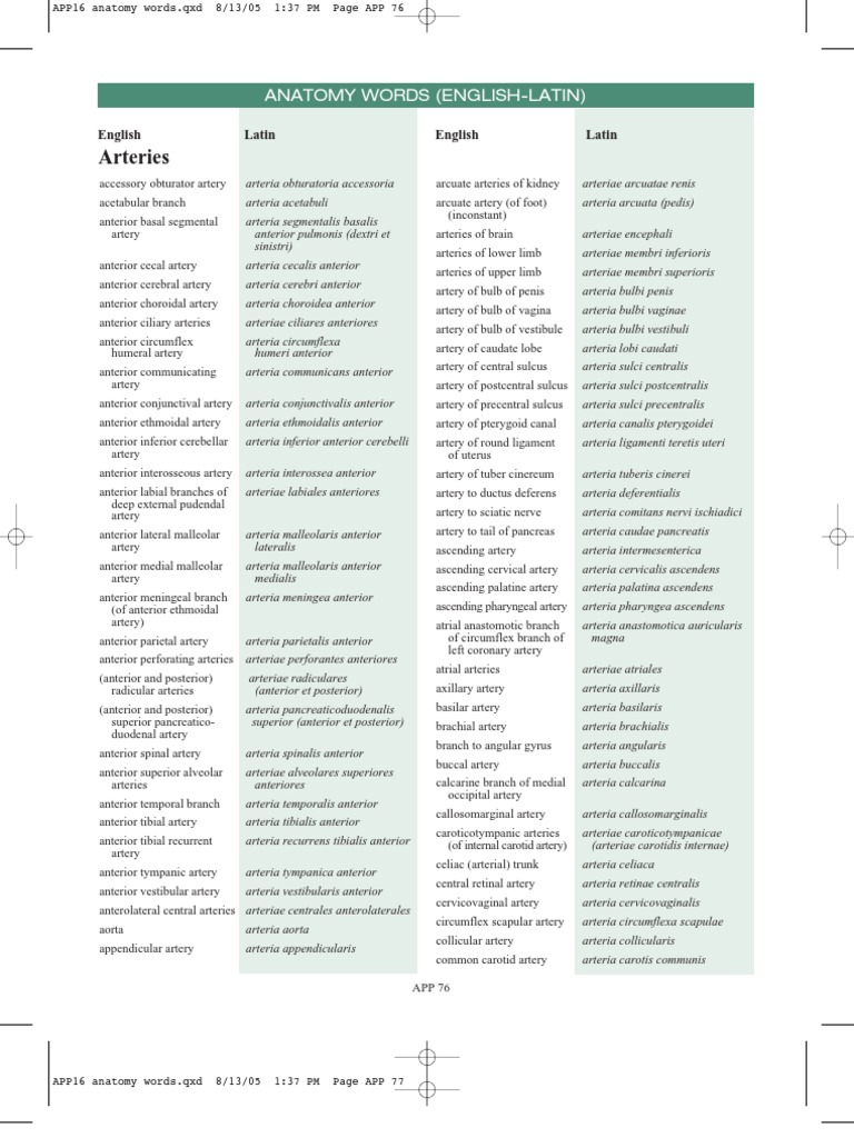 Anatomy Words | PDF