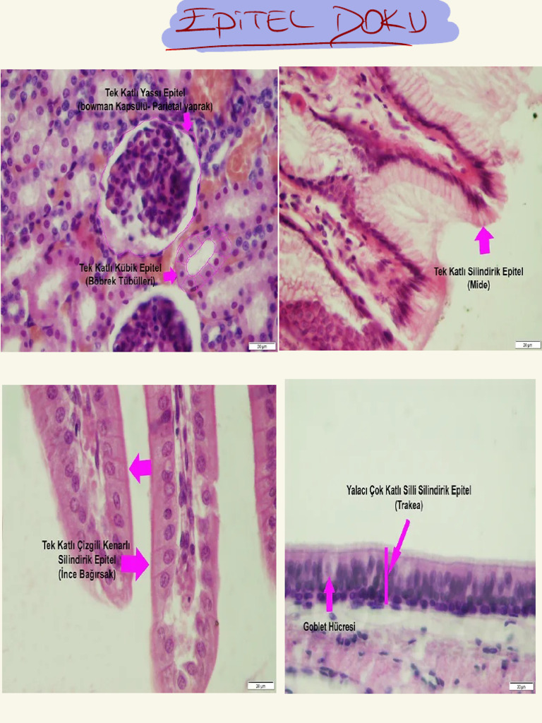 Histo Lab | PDF