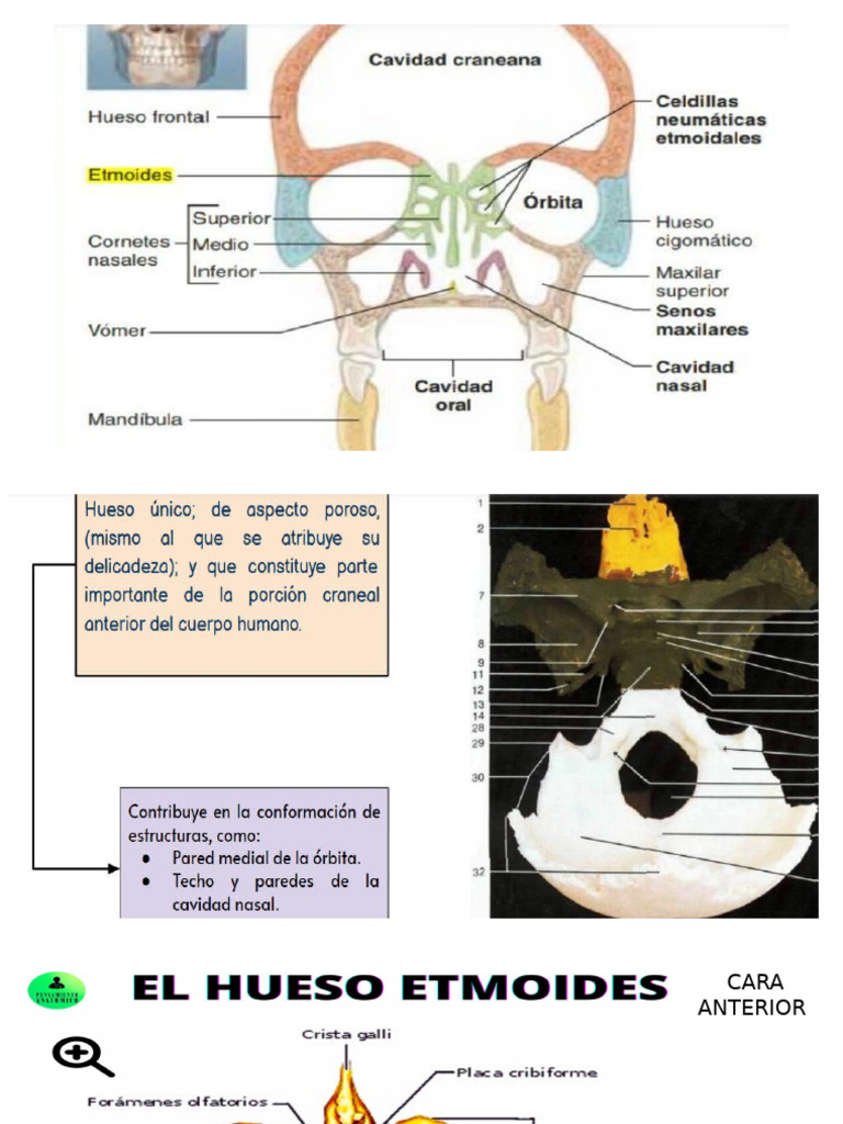 Hueso Etmoides | PDF