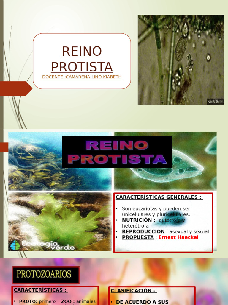 Reino Protista | PDF | Algas | Eucariotas