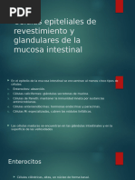 Atlas de Histología: Enterocitos | PDF | Epitelio | Intestino delgado