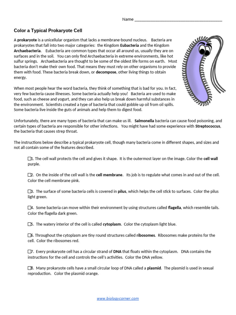 Cell Coloring - Prokaryote | PDF | Bacteria | Cell (Biology)