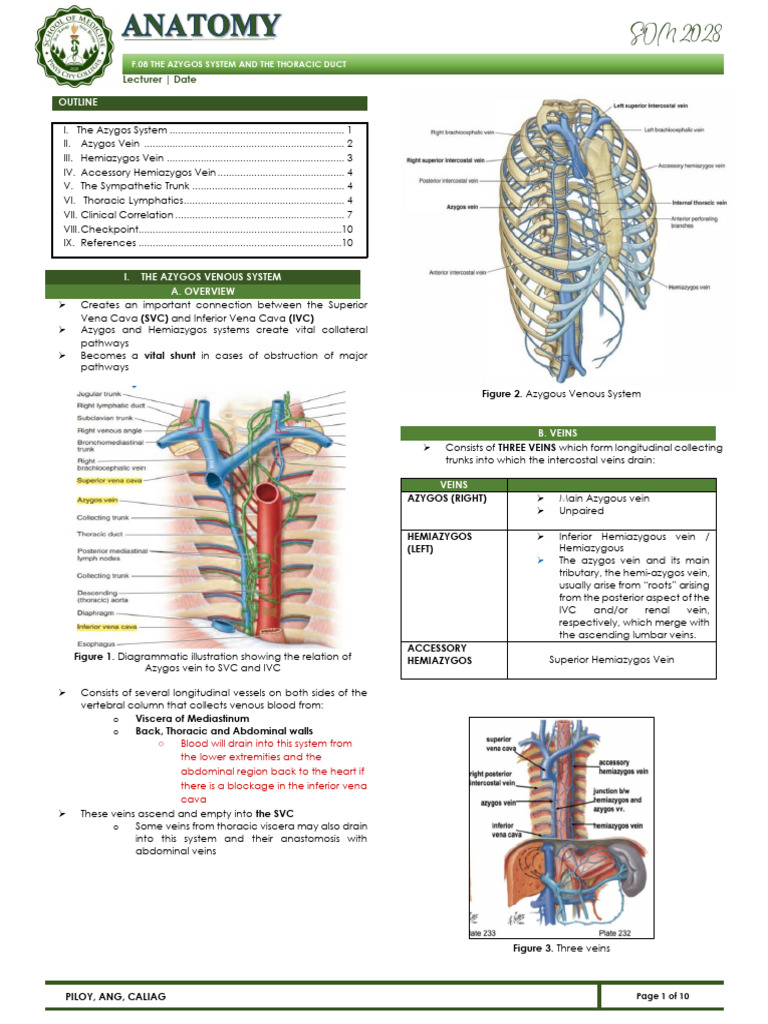 (Anat) f.07 Azygos System and The Thoracic Duct | PDF | Aorta | Esophagus