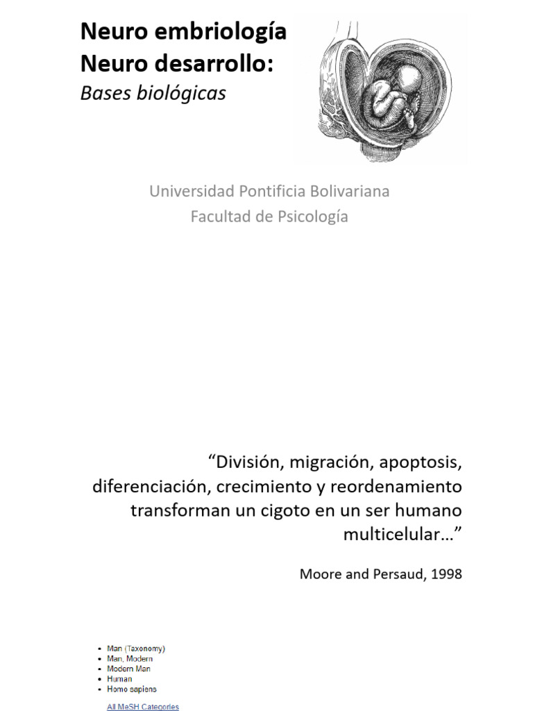 Material de Estudio - Neuro Embriologia | PDF | Mitosis | Anatomía