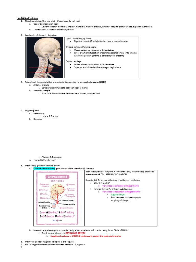 Anatomy of the Head and Neck Structures | PDF | Neck | Common Carotid ...
