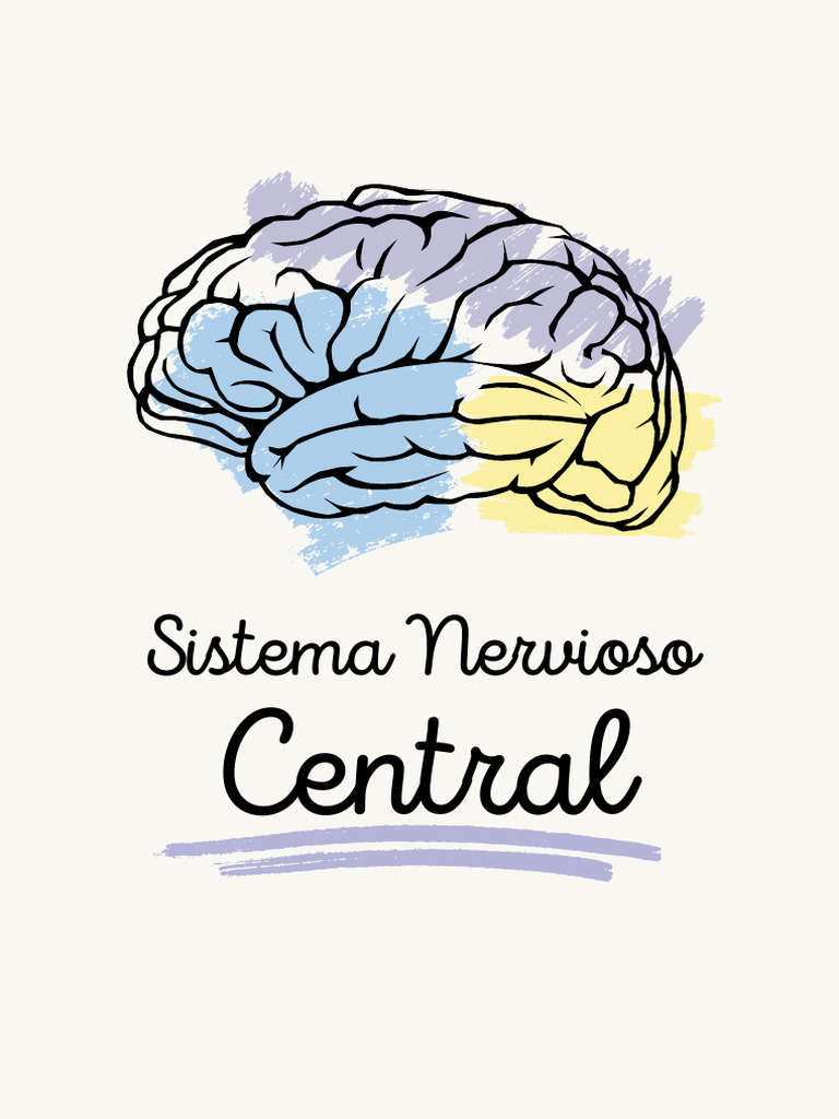 Funciones y Estructura del SNC | PDF | Cerebro | Sistema nervioso central