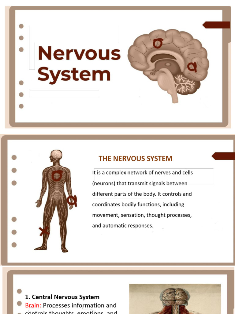 Nervous System Powerpoint | PDF | Central Nervous System | Nervous System