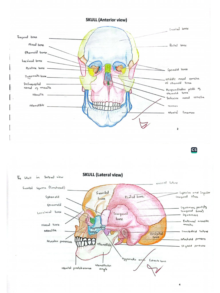 Head and Neck | PDF