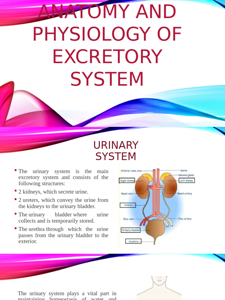 Anatomy and Physiology of Excretory System | PDF | Kidney | Angiotensin