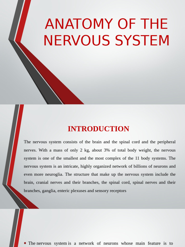 Anatomy of The Nervous System | PDF | Spinal Cord | Nervous System