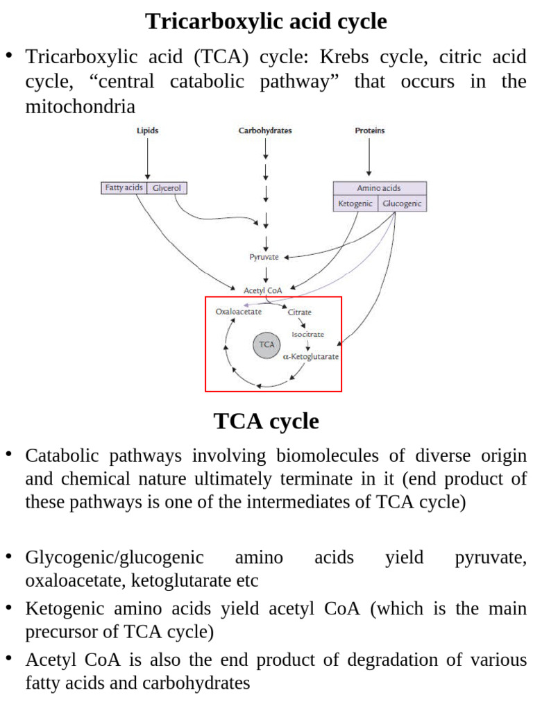 Citroyl CoA in the TCA Cycle | PDF | Diet & Nutrition | Chemistry