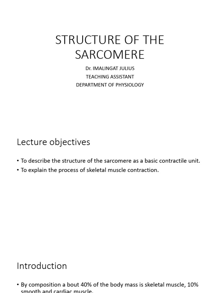 Structure of The Sarcomere | PDF | Actin | Muscle Contraction
