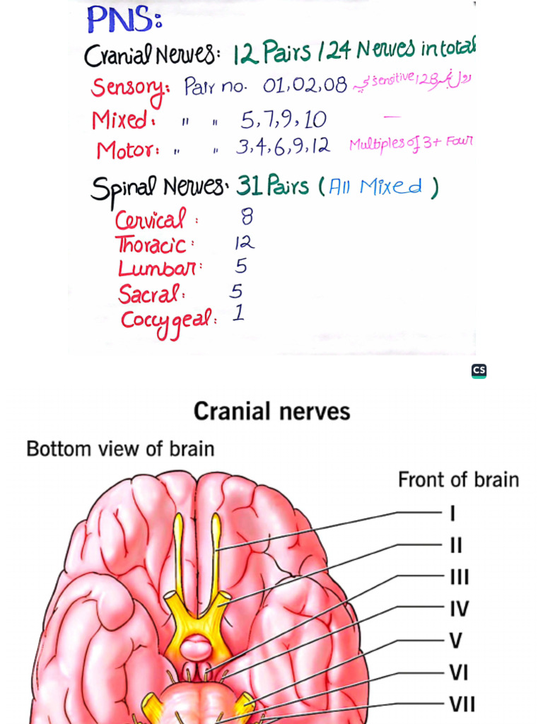 Peripheral Nervous System | PDF