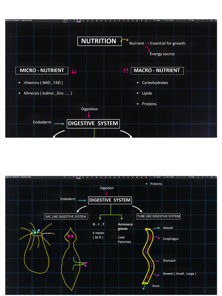 Digestive System E Book 1 | PDF
