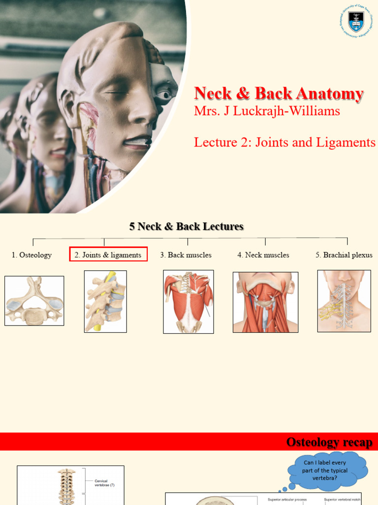 Neck and Back Lecture 2 - Joints - Ligaments | PDF | Vertebra ...