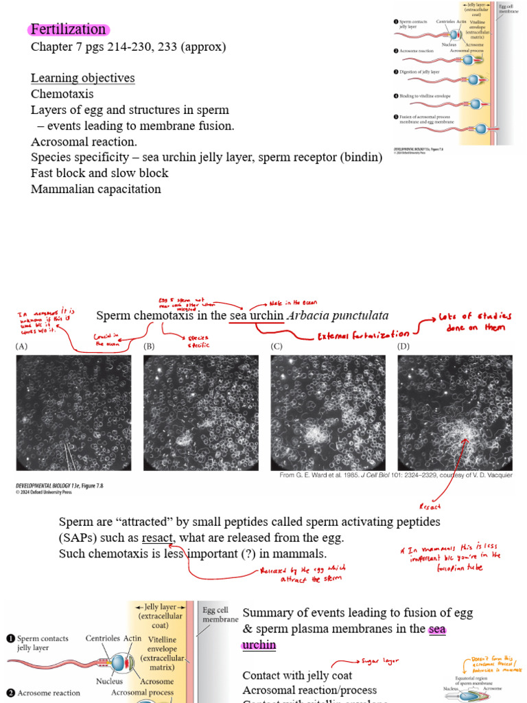 Section 5 Fertilization | PDF | Cell Biology | Biochemistry