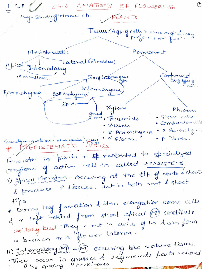Ch-Anatomy of Flowering Plants Biology | PDF
