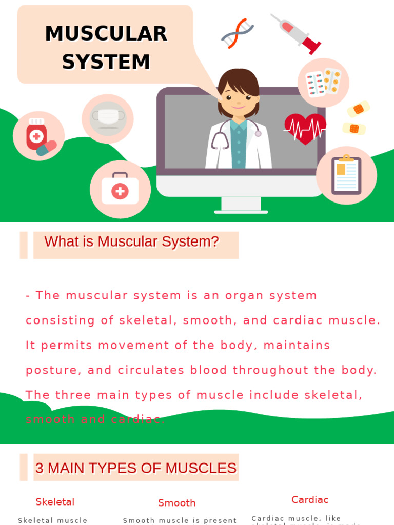 Overview of the Muscular System | PDF | Muscle | Human Anatomy