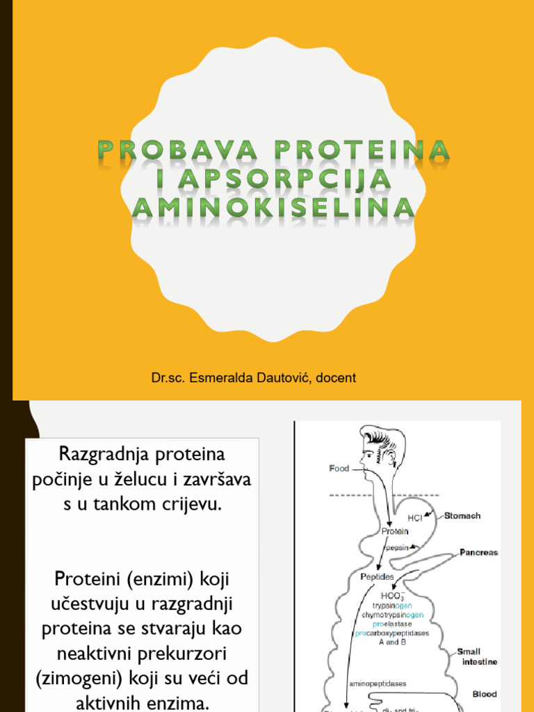 204559_Probava Proteina i Apsorpcija Aminokiselina | PDF