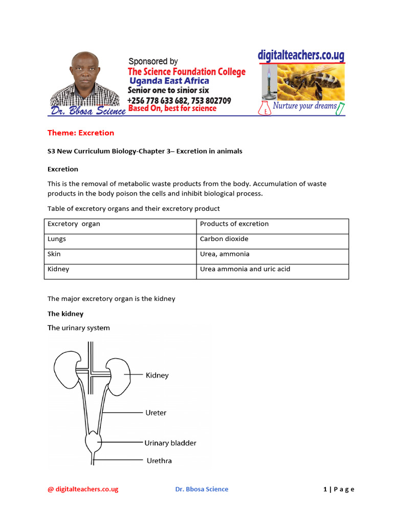 Excretion in Animals: Biology Insights | PDF | Kidney
