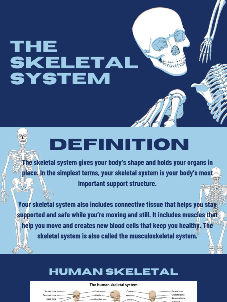 Blue Simple Minimalist Illustrated Outline Anatomy Biology The Skeletal System Medical Education ...