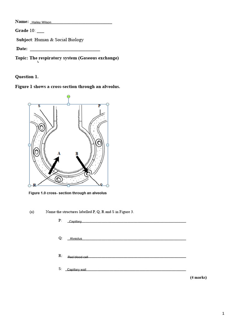 Template - Gaeous Exchange Past Questions HSB | PDF | Respiratory System | Transparent Materials