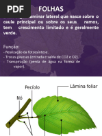 Formas de Limbo Foliar | PDF | Folha | Áreas da Botânica